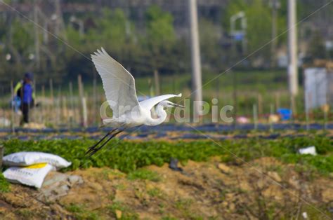 백로 왜가리 흰새 하얀새 새 사진 이미지 일러스트 캘리그라피 Naturis작가