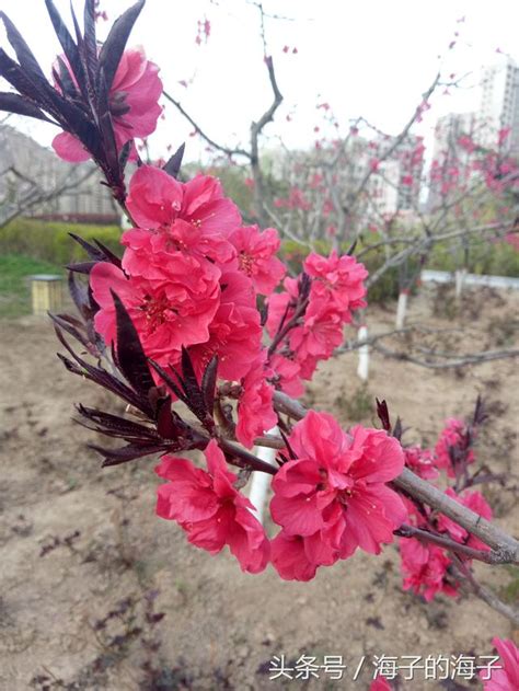 這一襲溫柔恰似初見時那嬌羞紅葉桃花之1我見猶憐 每日頭條