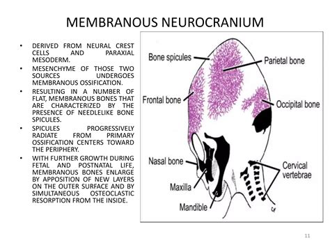 Head And Neck Osteology Ppt