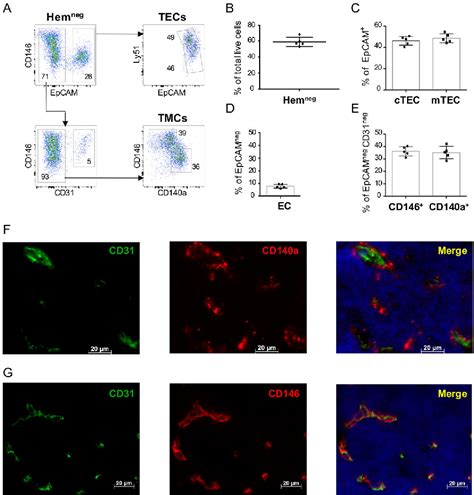 Figure 1 From Pleiotropic Roles Of Vegf In The Microenvironment Of The