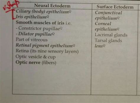 V Imp Ocular Structures Derived From Neuroectoderm And Surface Ectoderm Nerve Fiber