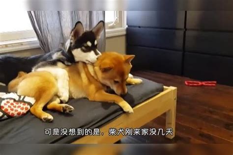 哈士奇和柴犬秀恩爱，睡觉都在一起，太可爱了柴犬哈士奇