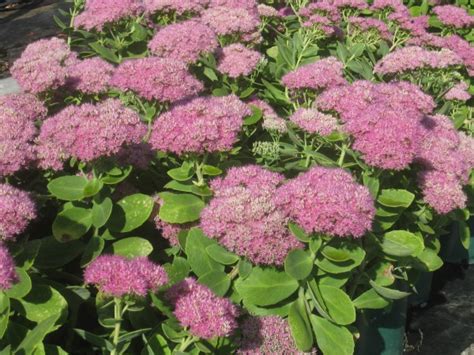 Sedum Spectabile ‘brilliant Summer Hill Nursery