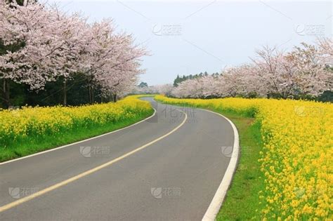 벚꽃과 유채꽃이 아름다운 제주 녹산로의 풍경이다