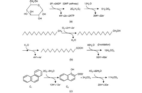 Simplified Biodegradation Pathways For Glucose A Hexadecane B And
