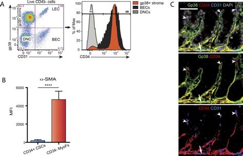 Cd34 Mesenchymal Cells Are A Major Component Of The Intestinal Stem