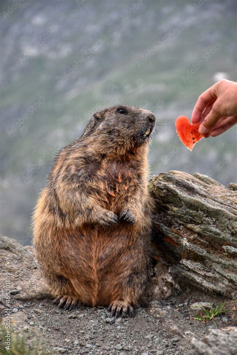 Murmeltier Murmeltiere Mankei Munggen Nagetier Erdhörnchen