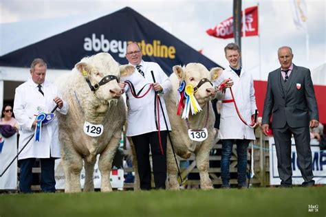 British Simmental Cattle Society Harbro Featured Today Is The Next In