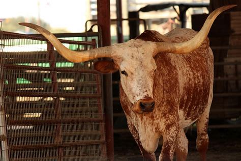 Share 57 Longhorn Western Aesthetic Wallpaper Laptop Latest In