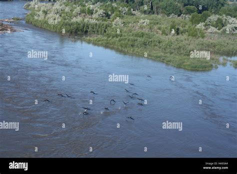 Usfwsmtnprairie Aerial Wildlife Survey Stock Photo Alamy