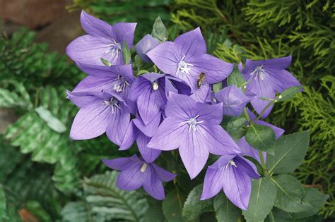 Platycodon Grandiflorus Flowers Free Photo On Pixabay