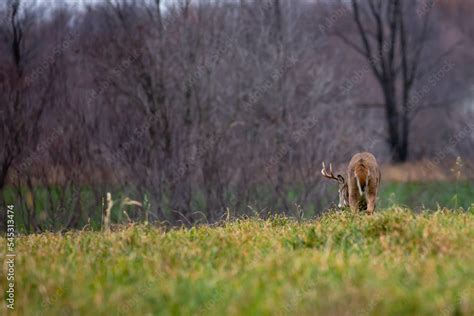 White Tailed Deer Buck Odocoileus Virginianus On The Scent Of A Doe