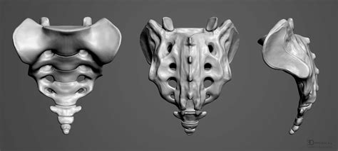 Gusztav Velicsek Complete Anatomy