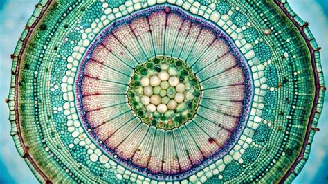 Basswood Stem Cross Section Cut Under The Microscope â€“ Microscopic View Of Plant Cells For