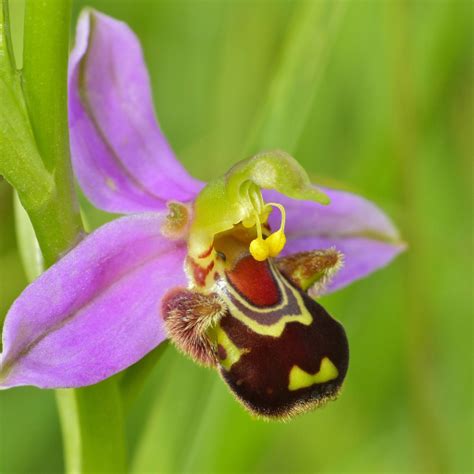 Bee Orchid Ophrys Apifera Plant Care And How To Grow Water