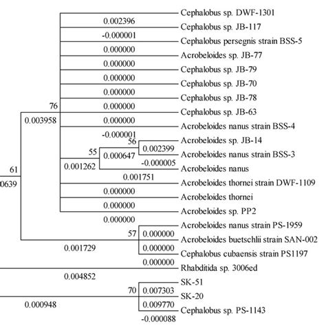 Phylogenetic Relationships Of Different Nematode Species With Sk 29