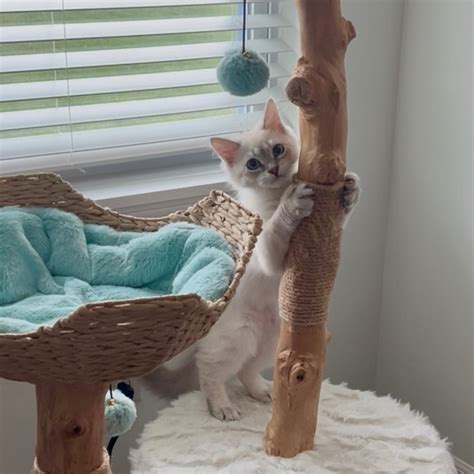 Dory Contest Entry 48036 Modern Cat