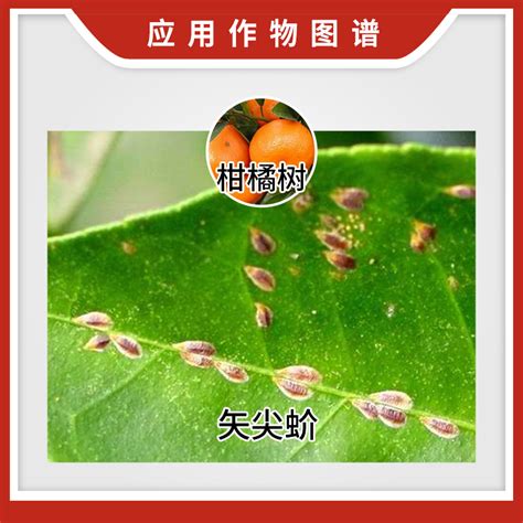 戈锐利安道麦27联苯菊酯吡虫啉柑橘树矢尖蚧农药杀虫剂10 100ml虎窝淘