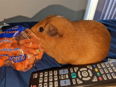 A Chonky Chonky Boi By Carrotchad On Deviantart