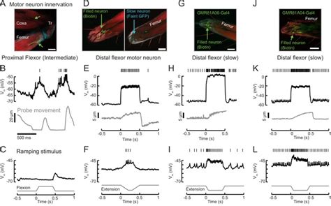 Figures And Data In A Size Principle For Recruitment Of Drosophila Leg