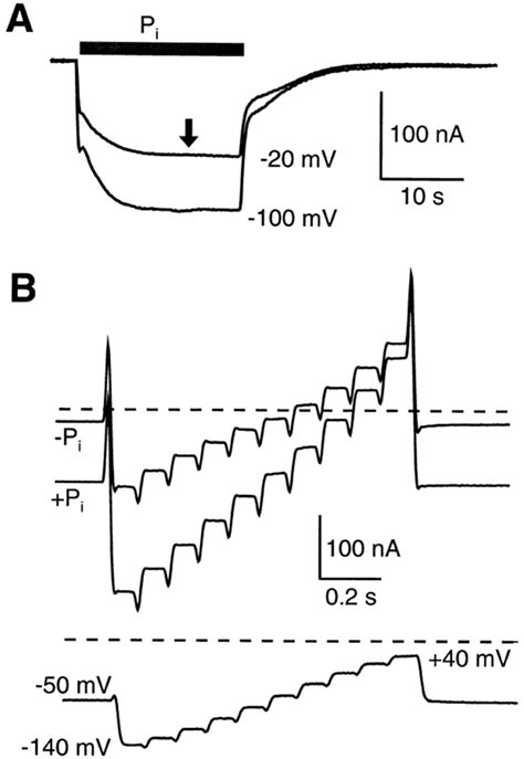 Voltage Dependent Pi Induced Currents In An Oocyte Expressing The Download Scientific Diagram