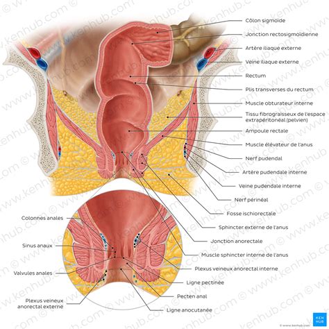 Rectum Anatomie Histologie Et Fonction Kenhub