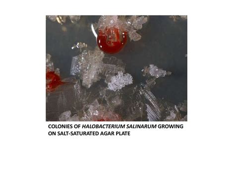 Halobacterium Salinarum презентация онлайн