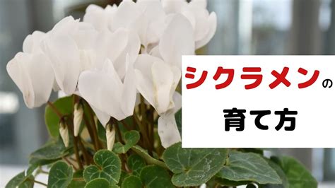 【簡単にわかる！】シクラメンの育て方とポイント Youtube