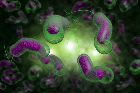 Does Microwave Kill Bacteria On Pizza Learn Before Eating