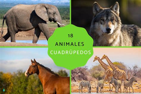 Tabla De Animales Herbívoros
