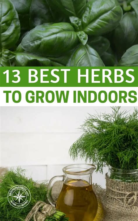 13 Best Herbs To Grow Indoors