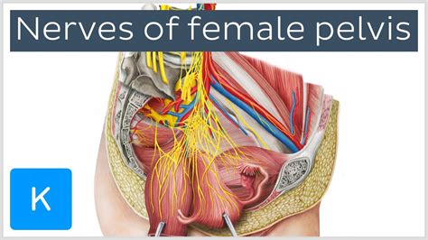 Anatomy Of The Pelvis Female