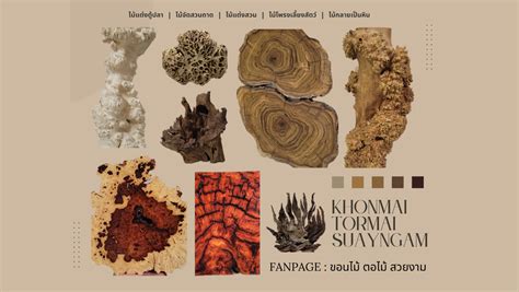 รับสอนจัดสวนถาด รับสอนจัดสวนถาด จำหน่ายอุปกรณ์จัดสวนถาด