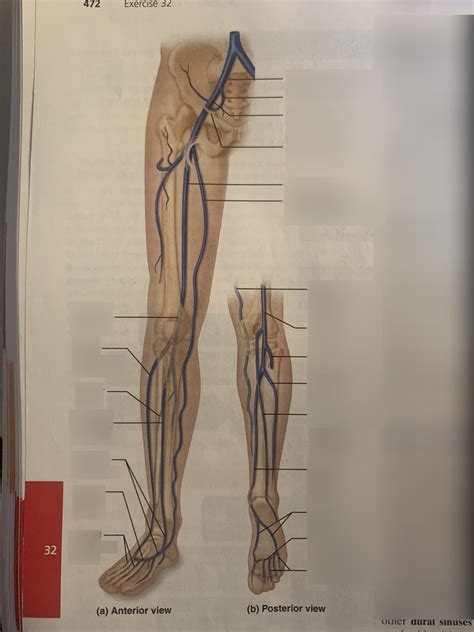 Veins Of The Right Pelvis And Lower Limbs Diagram Quizlet