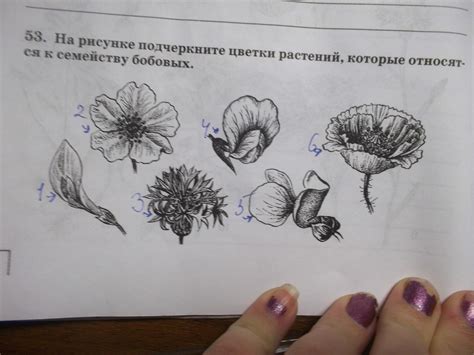 на рисунке подчеркните цветки растений которые относятся к семейству бобовые Школьные Знания Com