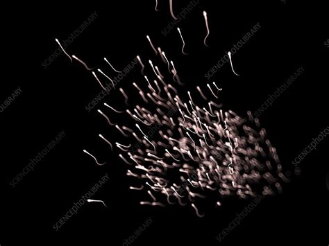 Sperm Illustration Stock Image F0267852 Science Photo Library