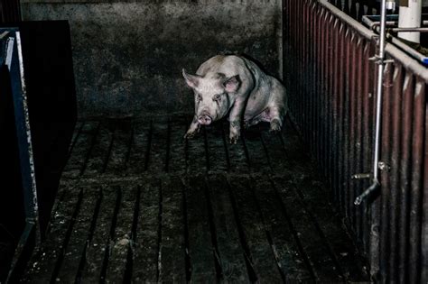 Abused Pigs