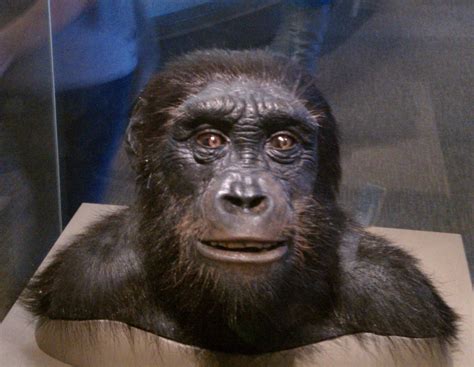 Sahelanthropus Tchadensis By John Gurche Human Evolution Hominid