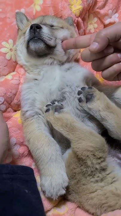 죽은듯이 자는 아가 진돗개🐶 진돗개 진도개 아기 시츄 유기견 입양견 진도믹스 Dog Youtube
