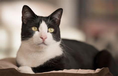 Tuxedo Cat Dresses Images 2022