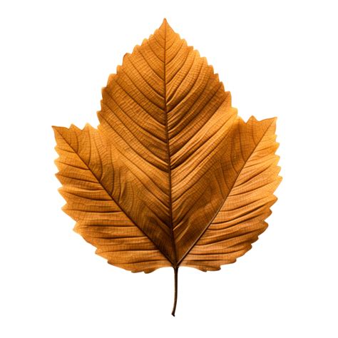 Ai Generated Alder Leaf Clip Art 34821559 Png