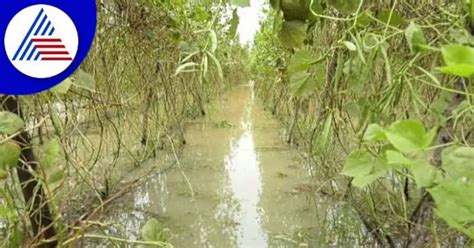 Karnataka Rains Crops Destroyed In Several Districts Imd Issues