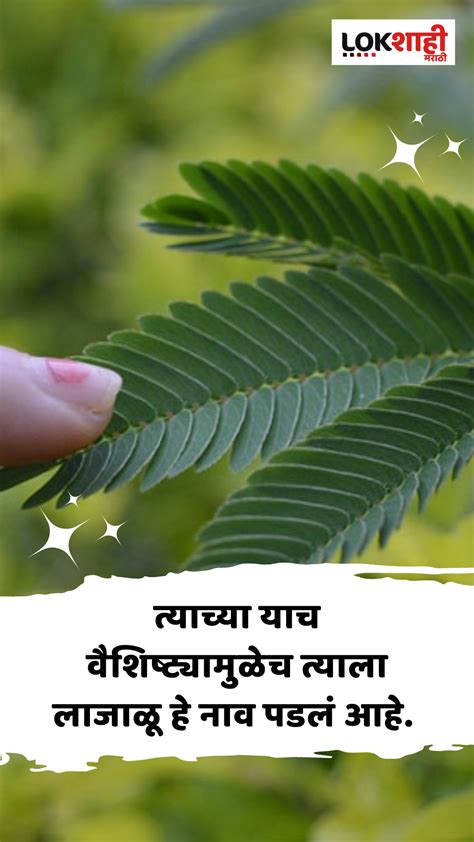 पूर्वी घराच्या भोवताली अनेक औषधी वनस्पती असायच्या परंतु आता या
