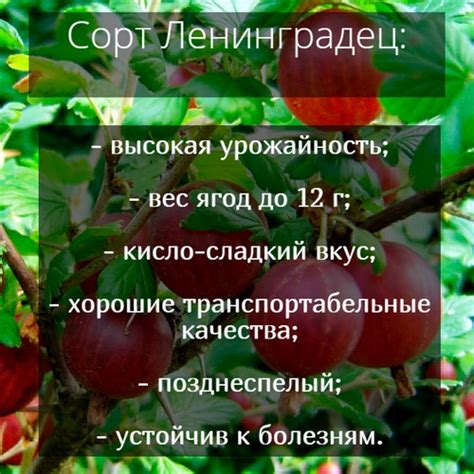Крыжовник самый крупный и сладкий. Лучшие, самые вкусные сорта
