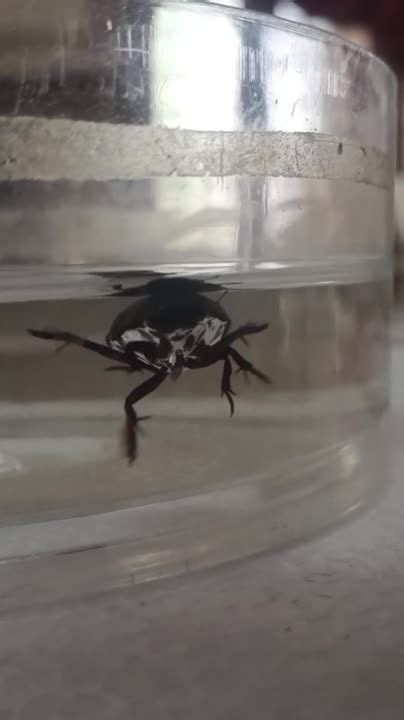 Raghavi A On Linkedin Predaciousdivingbeetle Aquaticinnovations
