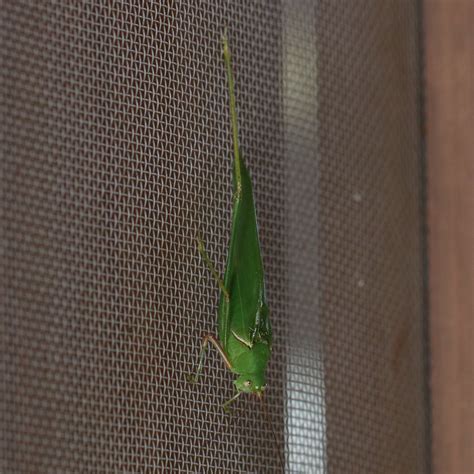 キリギリス科