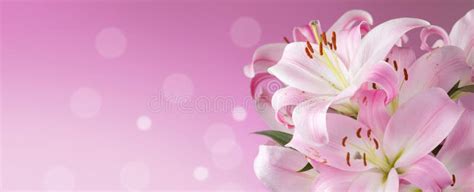 Beautiful Lily Flowers Bouquet On A Pink Background Lillies Pink