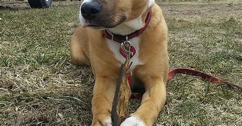 Meet Olivia Imgur