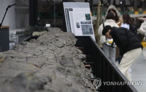 살아있는 것 같은 나무화석 연합뉴스