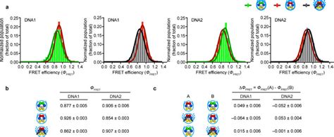 Cenp A Nucleosomes Adopt An Altered Dna Wrap That Reverts To Canonical